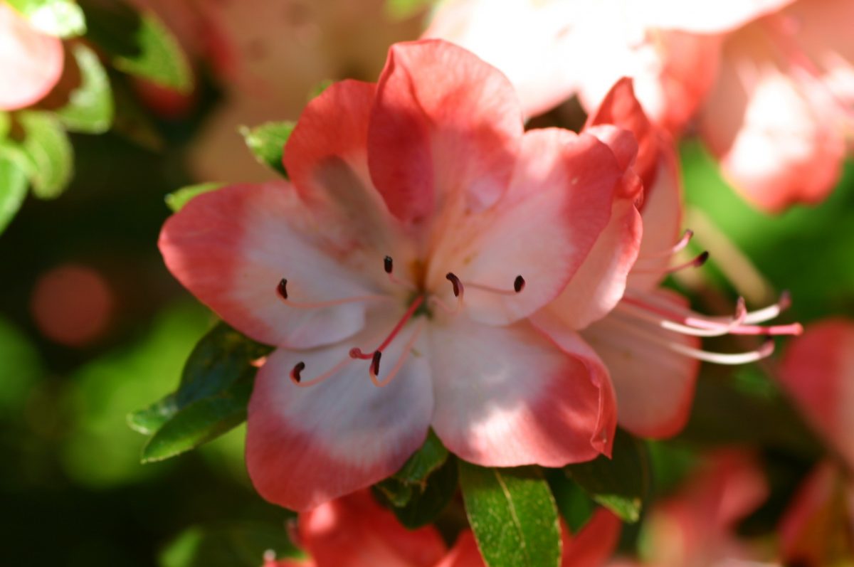 My Beloved, Holly Springs azalea - Azalea Variety Database