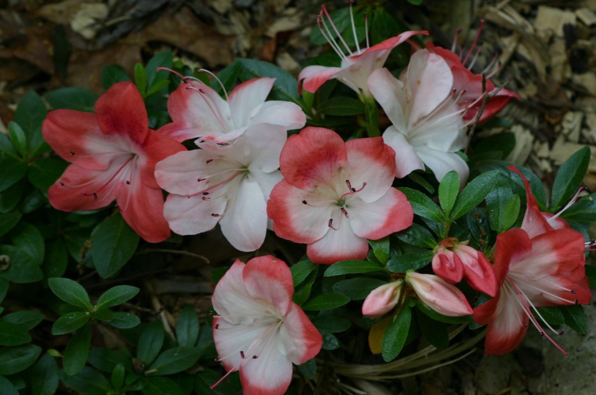 My Beloved, Holly Springs azalea - Azalea Variety Database