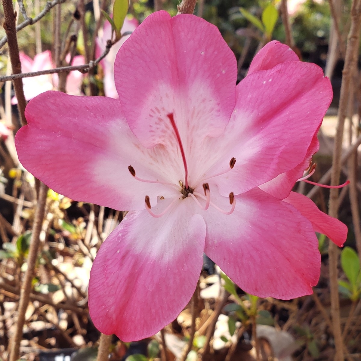 Vibrant, Harris azalea - Photos and Description