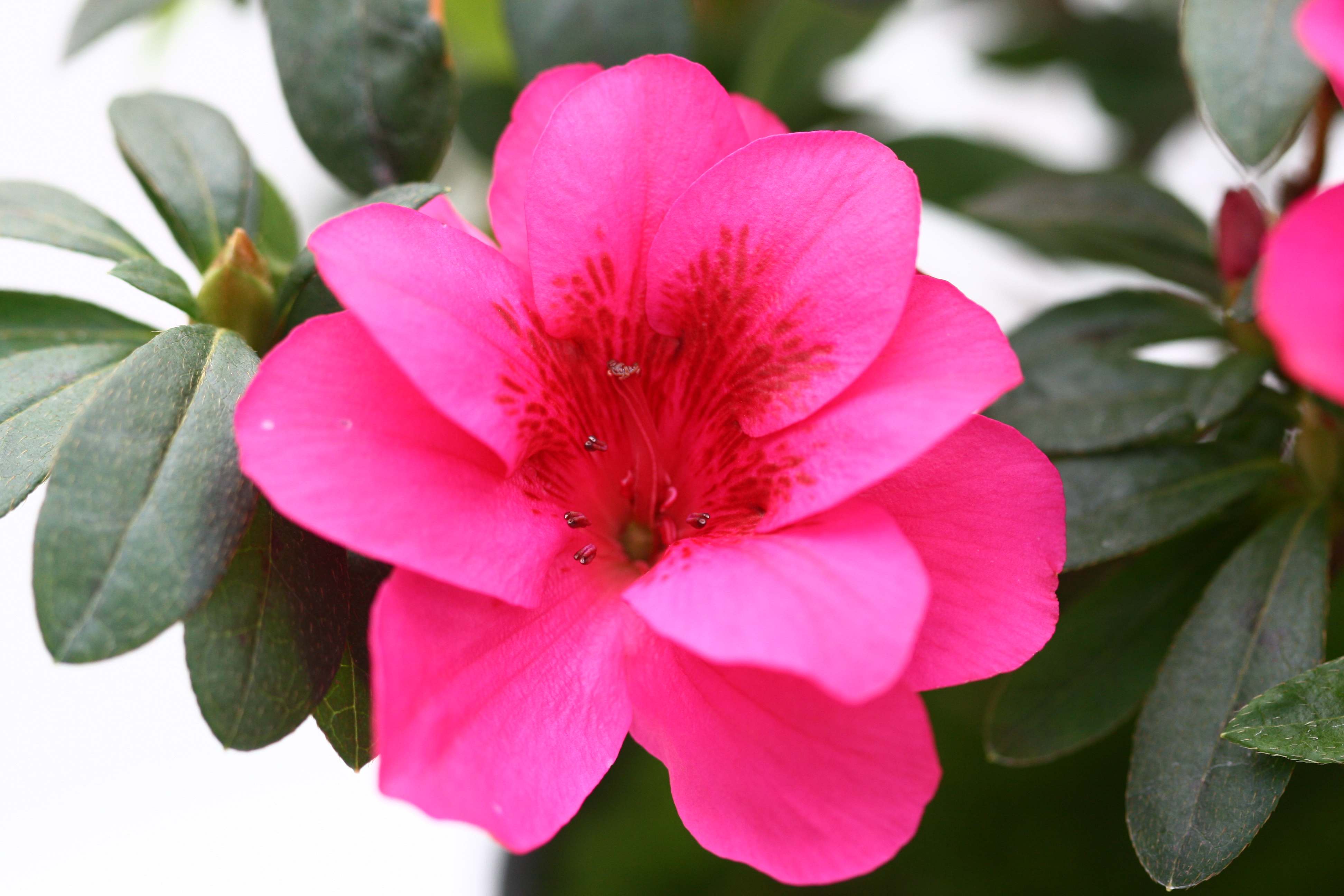 Eclaireur, Belgian indica azalea - Azalea Variety Database