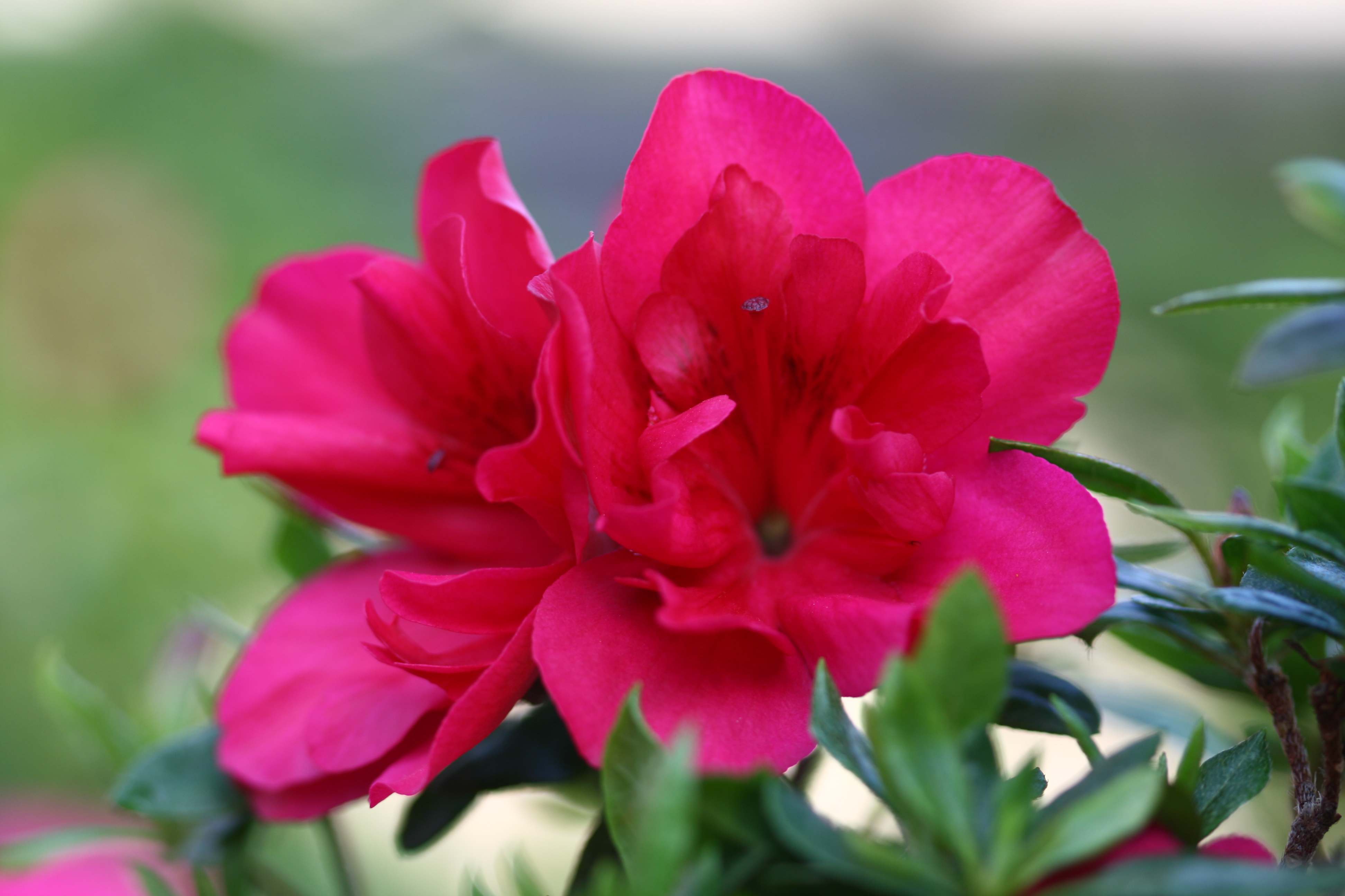 Eclaireur, Belgian indica azalea - Azalea Variety Database