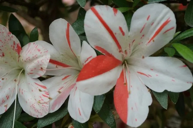 Hikokan, satsuki azalea - Azalea Variety Database