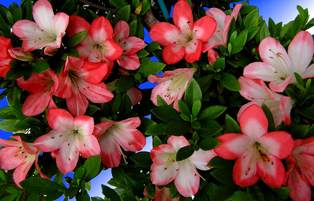 Hoki, satsuki azalea - Photos and Description