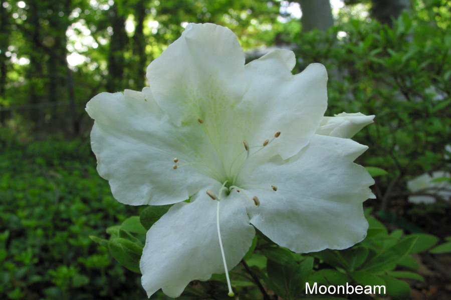 Moonbeam, Glenn Dale azalea - Azalea Variety Database
